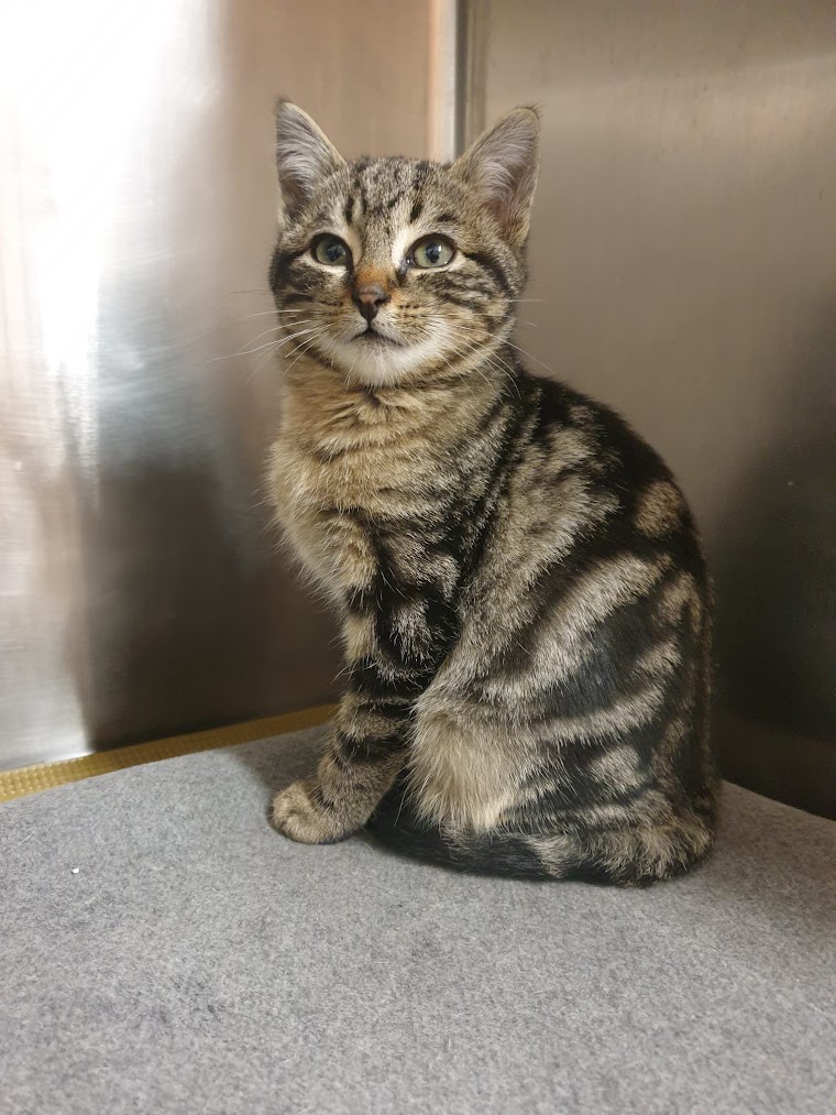 3 Chatons tigrés gris
